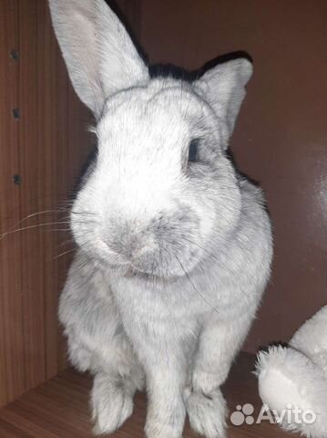 Кролик для вязки