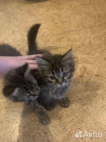Котата. 2 месяца