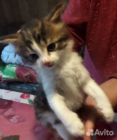Котенок