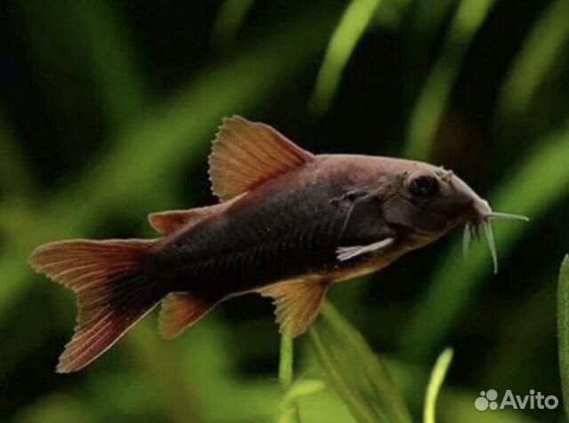 Коридорас Венесуэла Блэк