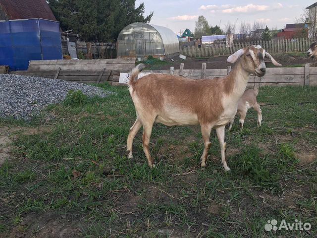 Продам козу