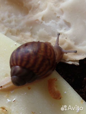 Улитка Ахатина Тигр