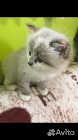 Невская маскарадная