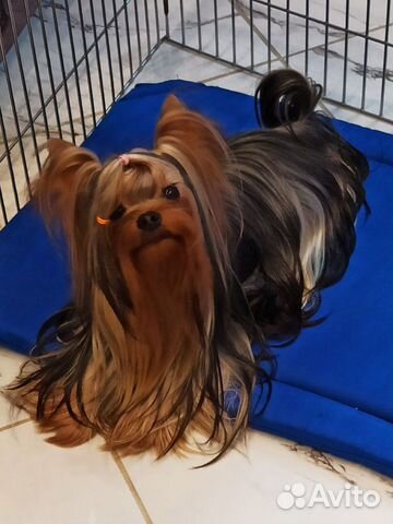 Вязка Очень красивый миниатюрный мальчик Опыт