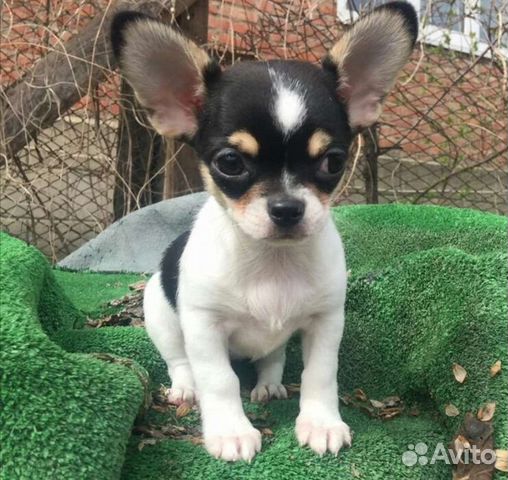 Чихуахуа очаровашки