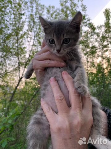 Котятки серые тигровые