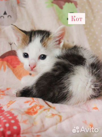 Кошка в дар