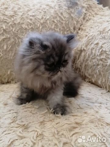 Персидский котенок девочка