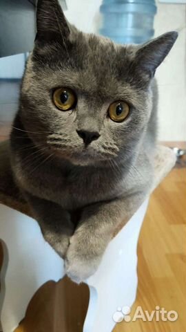 Британец, 2 года, отдам