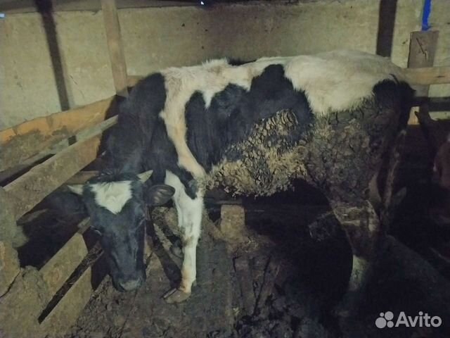 Коровы и теленки