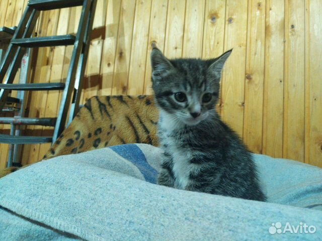 Милый игривый полосатый котёнок мальчик