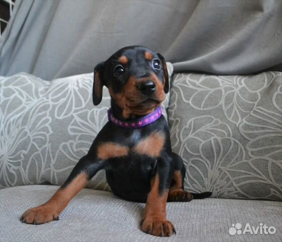 Щенки немецкого (стандартного) пинчера