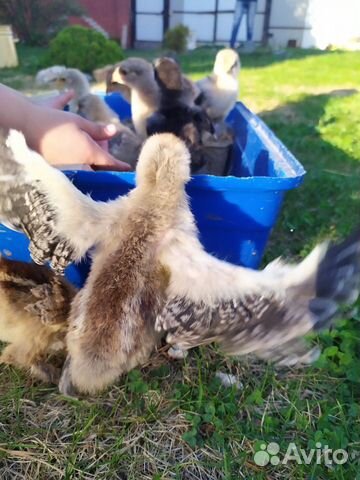 Цыплята Брама