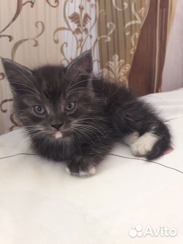 Котята бесплатно