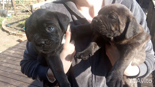 Щеночки Кане корсо