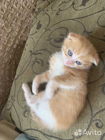 Вислоухие котята (мальчики)