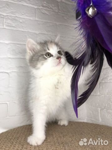Шотланский котенок