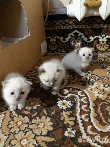 Котята шотландцы колор поинт