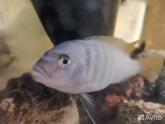 Рыбка цихлида