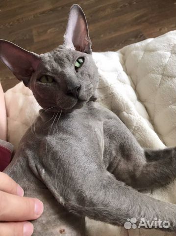 Сфинкс в добрые руки