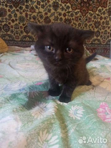 Четыре чёрных чумазых чертенка