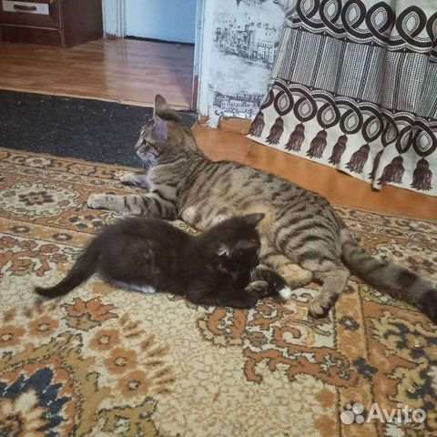 Котенок в дар 1,5 мес девочка