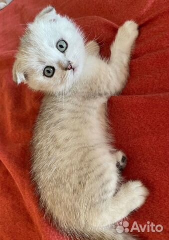 Шотландские котята