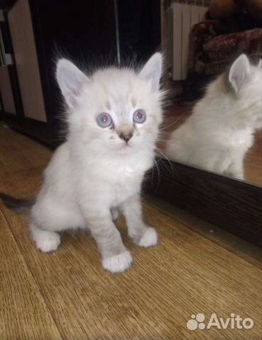Котята