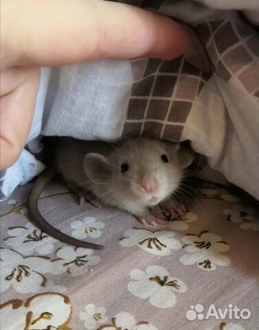 Крысенок Крыса Дамбо вместе с клеткой