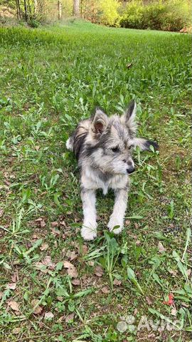 Щенок 7 мес Волчонок