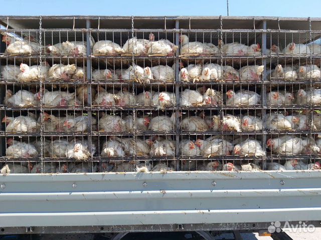 Домашняя птица