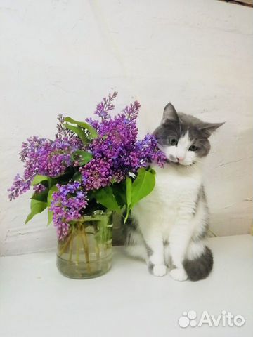 Кошка Варвара