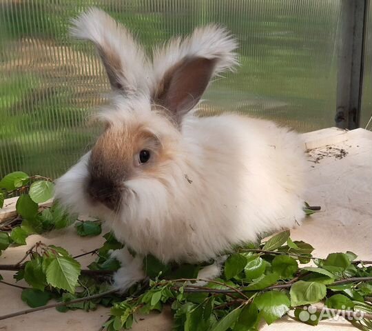 Кролики немецкая ангора 3 месяца