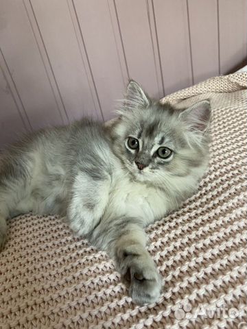 Британский котёнок