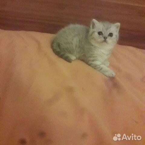 Шотландский котенок