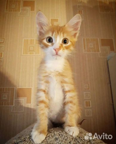 Кот 2,5 месяца