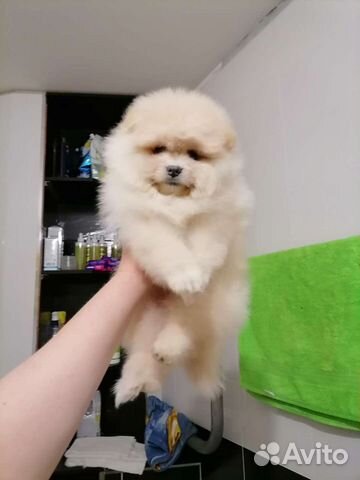Мишка пом мальчик шпиц