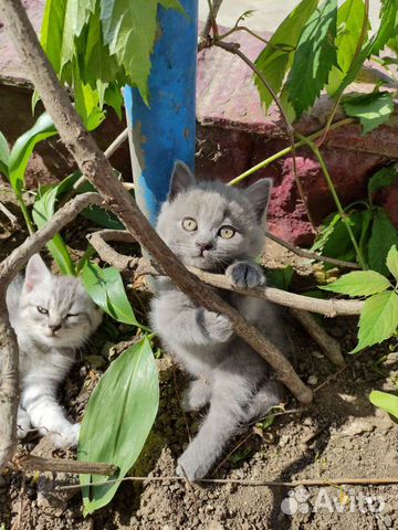 Британская кошка