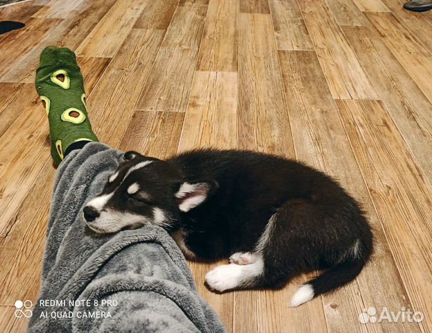 Продаю щенка хаски