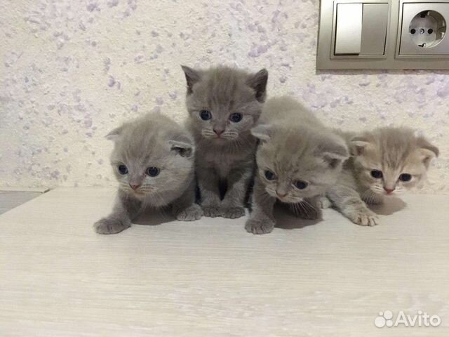 Котята