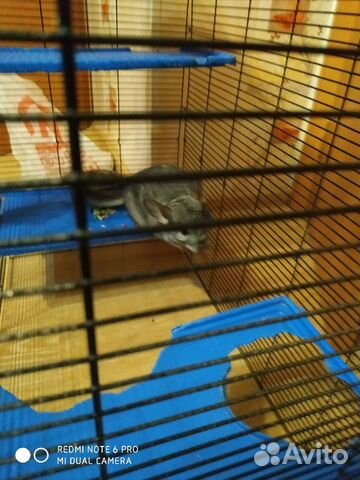 Отдаём двух шиншилл