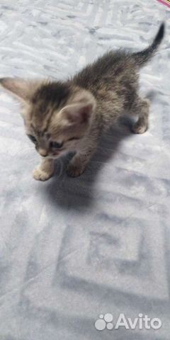 Кошки