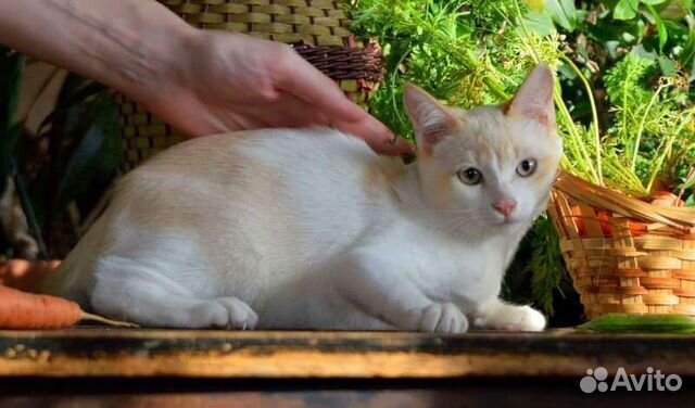 Котик породы тойбоб