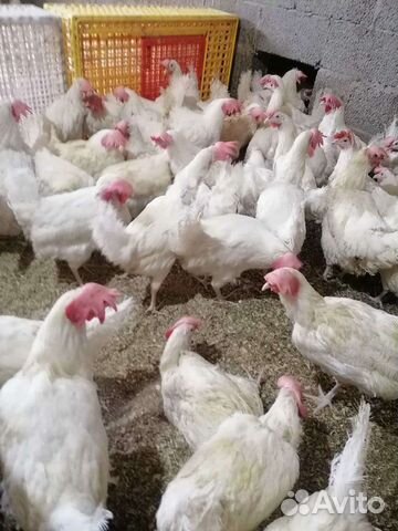 Куры несушки