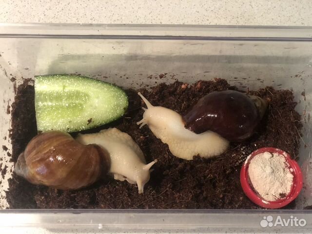 Улитка ахитин