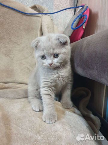 Шотландские котята