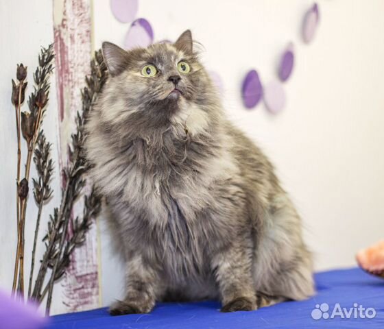 Пушистая красоточка ищет дом