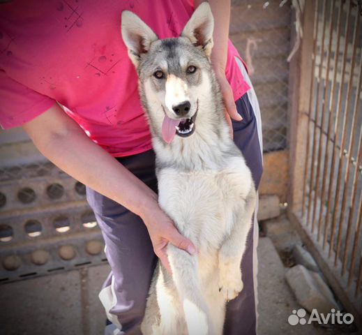 Щенок Анфи в добрые руки