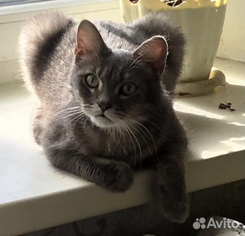 Кошку Эмили в хорошие руки