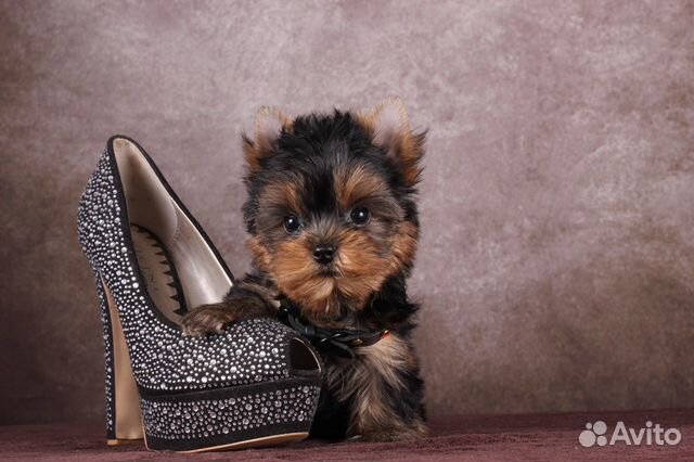 Йоркширский Гномик и его братишки РКФ